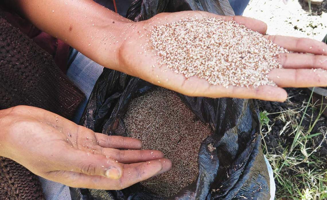 Teff Seed Planter | Project | IDEO.org